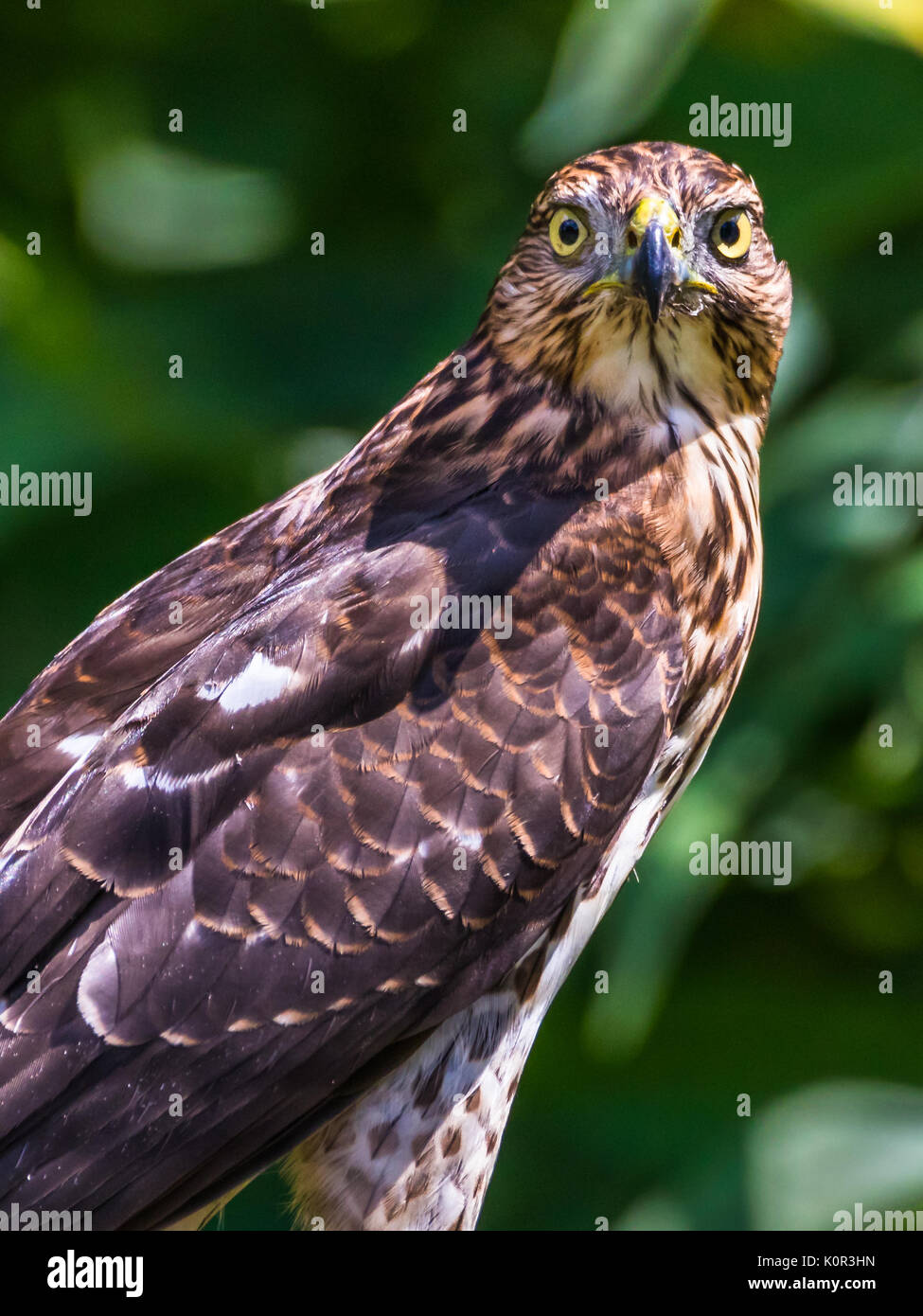 Yellow S Hawk Eyes