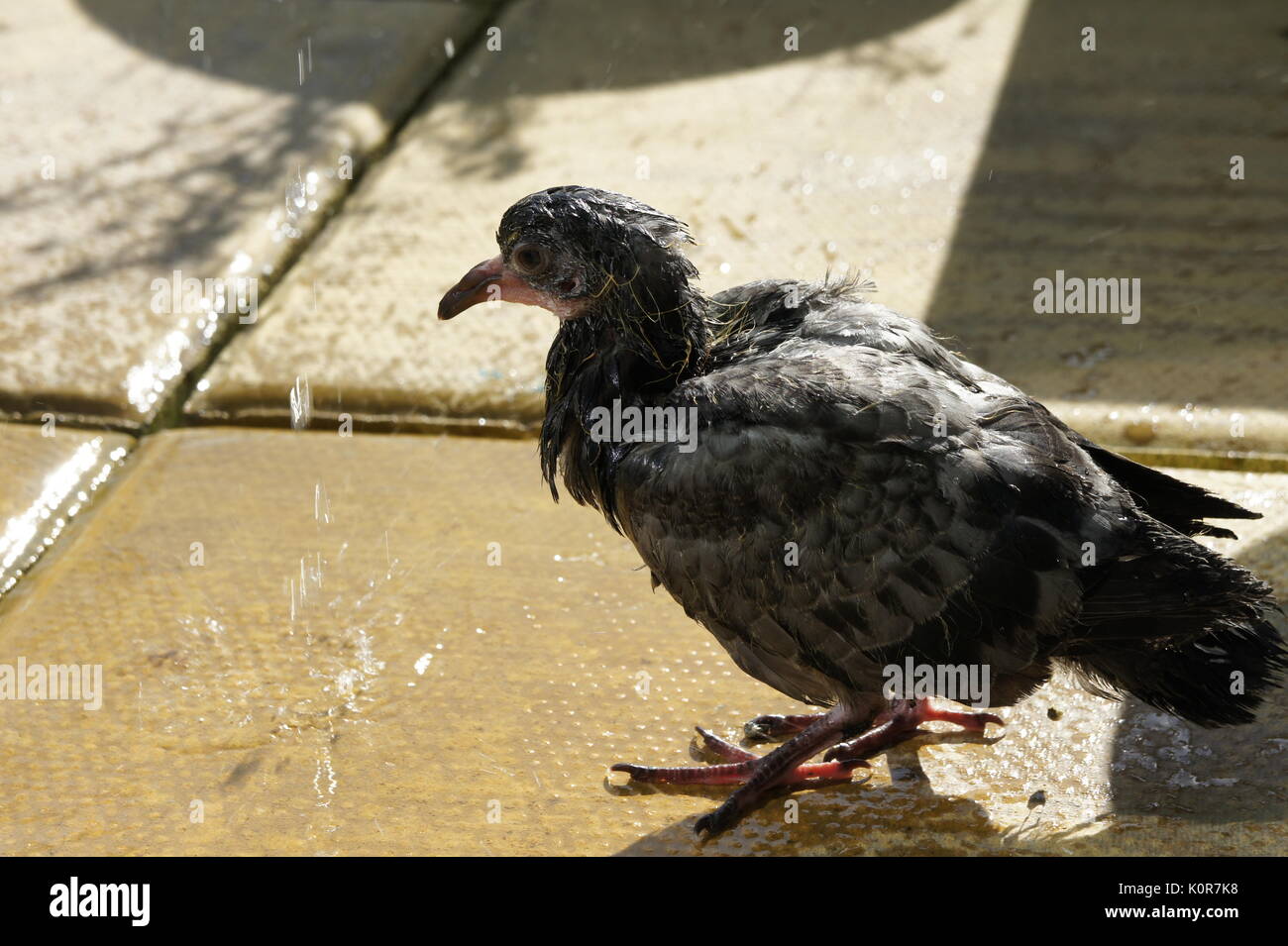Baby pigeon hi-res stock photography and images - Alamy