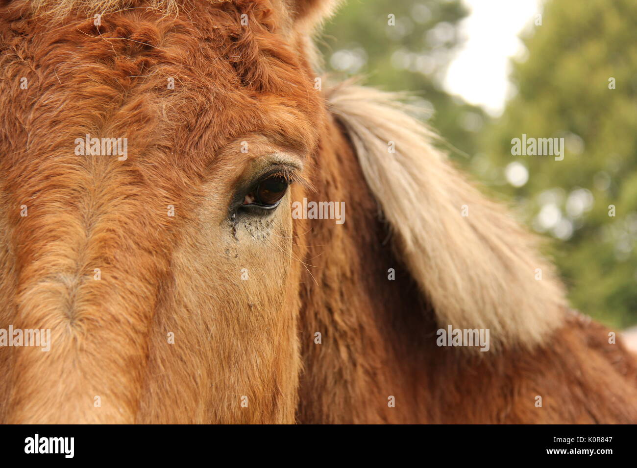 Donkey eye hi-res stock photography and images - Alamy