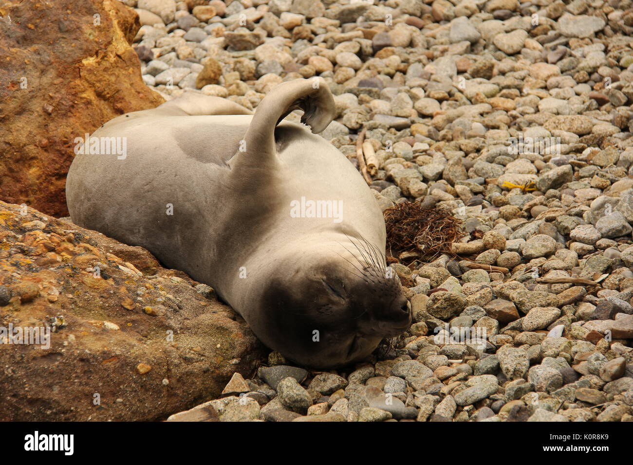 Harbor seal stretching Stock Photo - Alamy