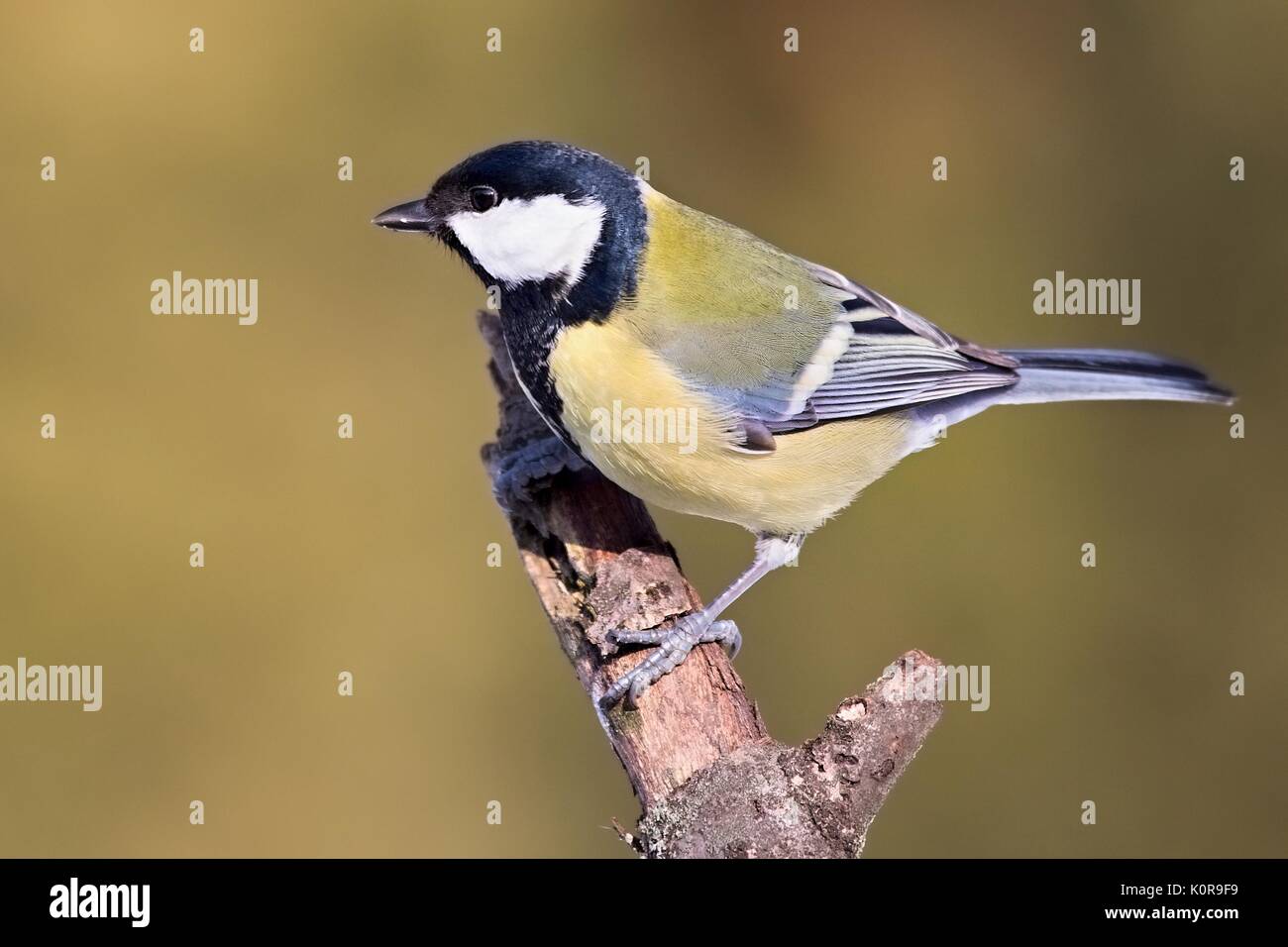 Parus major, Blue tit . Wildlife landscape, titmouse sitting on a twig ...