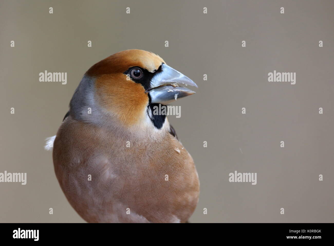 Colorful male hawfinch coccothraustes hi-res stock photography and ...