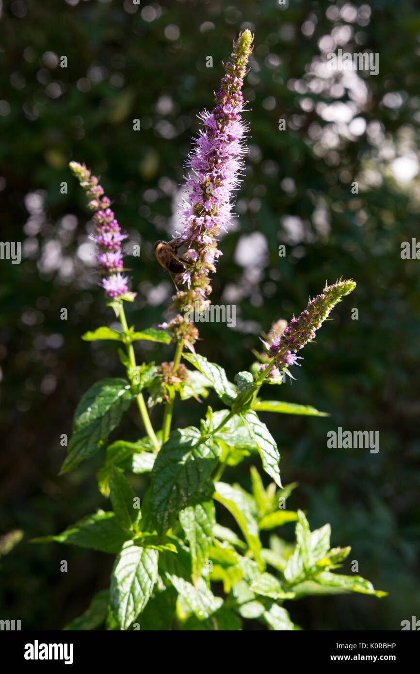 peppermint plant with purple blossom Stock Photo - Alamy
