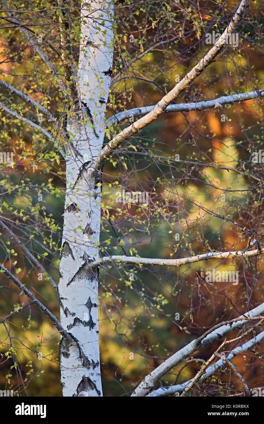 Silver birch forest hi-res stock photography and images - Alamy