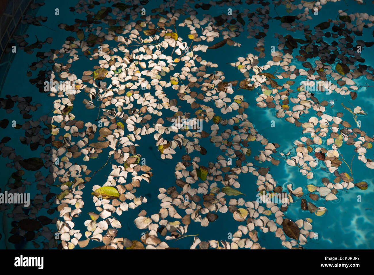 Fallen leaves on the surface of a turquoise swimming pool Stock Photo ...