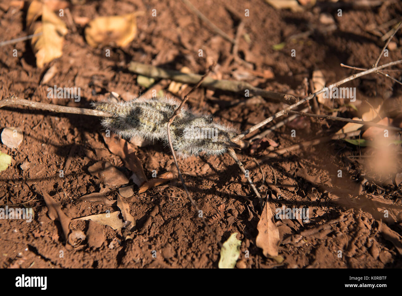 Group clumped together hi-res stock photography and images - Alamy