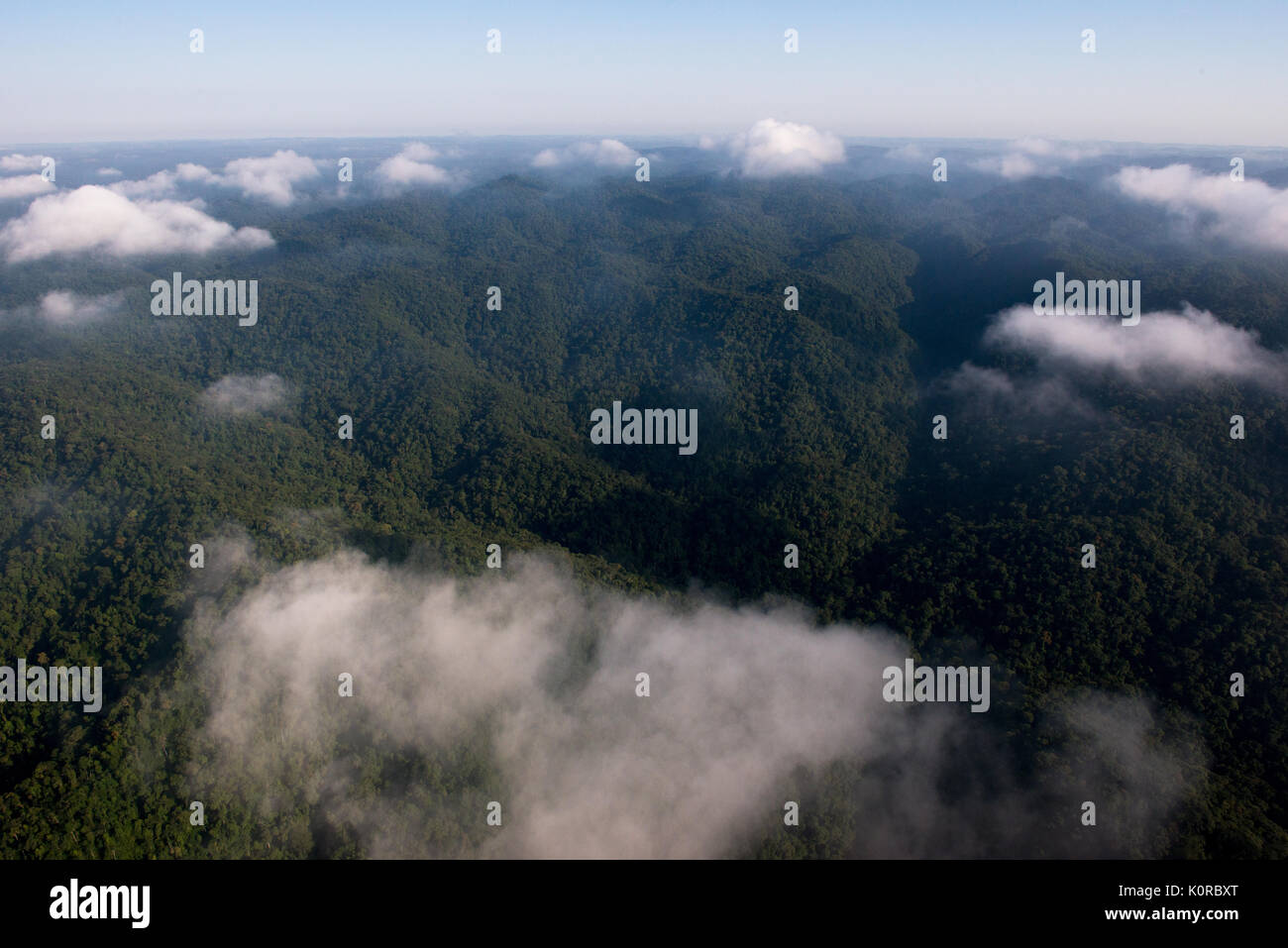 Aerial photo of the Atlantic Rainforest in SE Brazil Stock Photo - Alamy