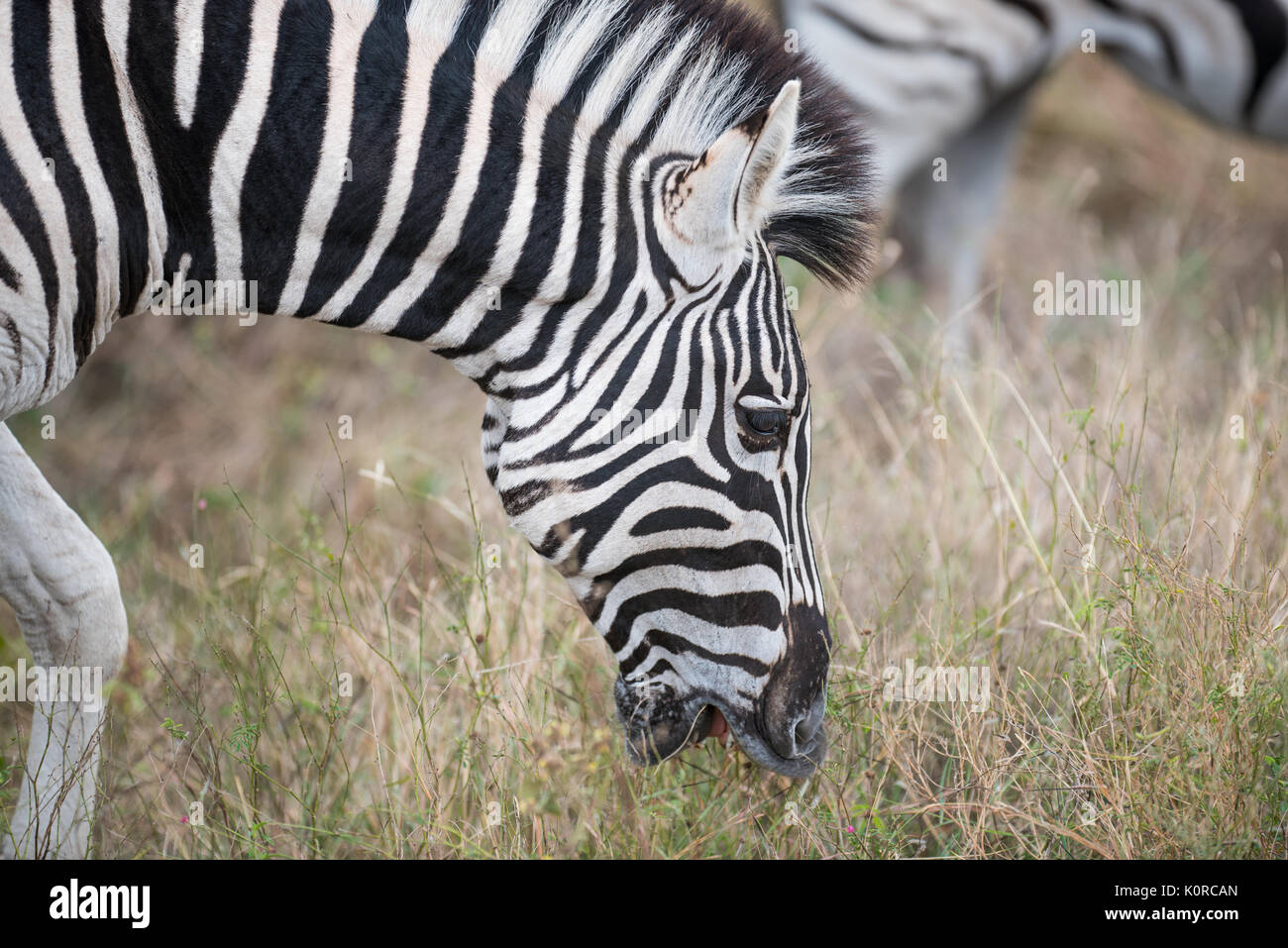 Wildlife movement patterns hi-res stock photography and images - Alamy