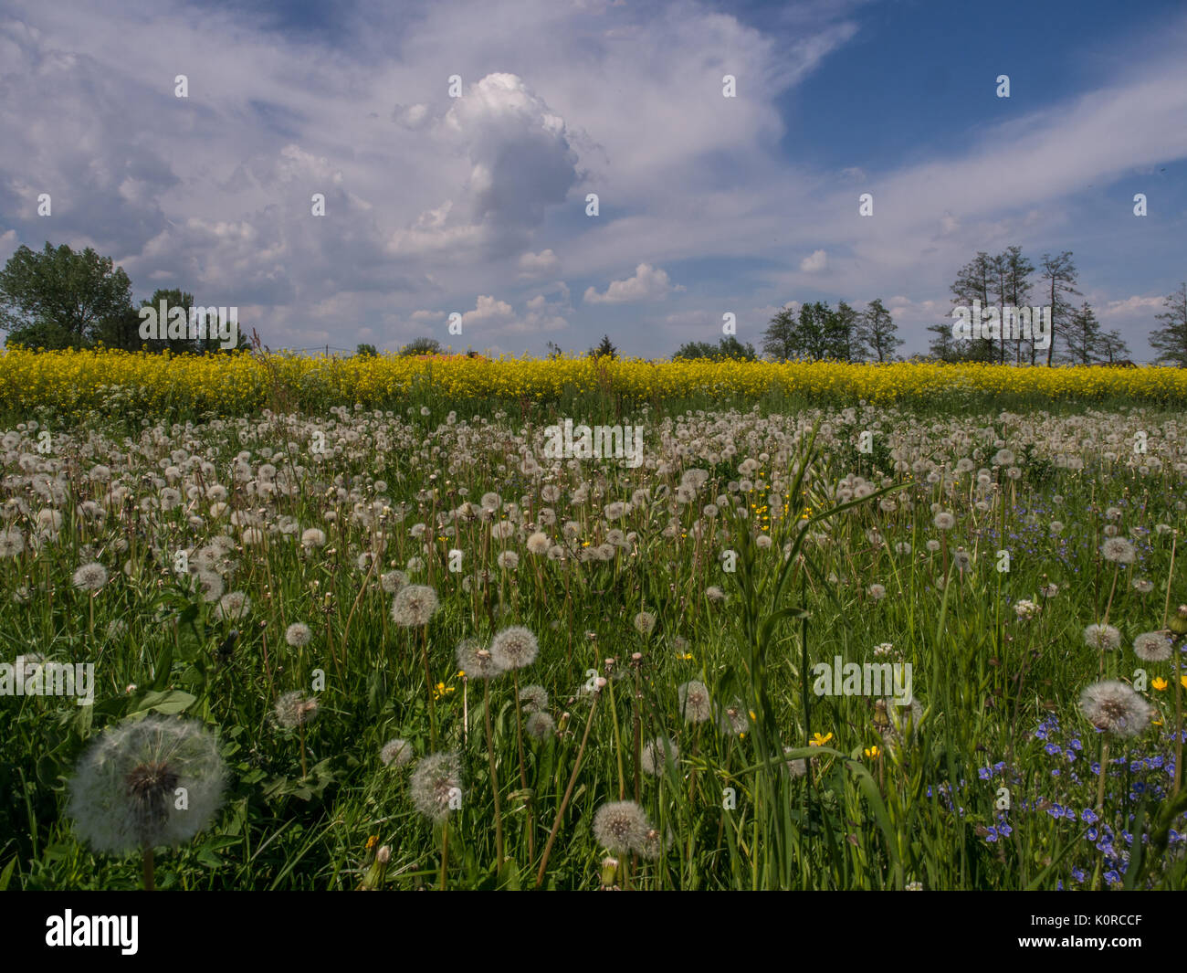 Polish field of rapeseed and sow-thistle on the background of blue sky ...