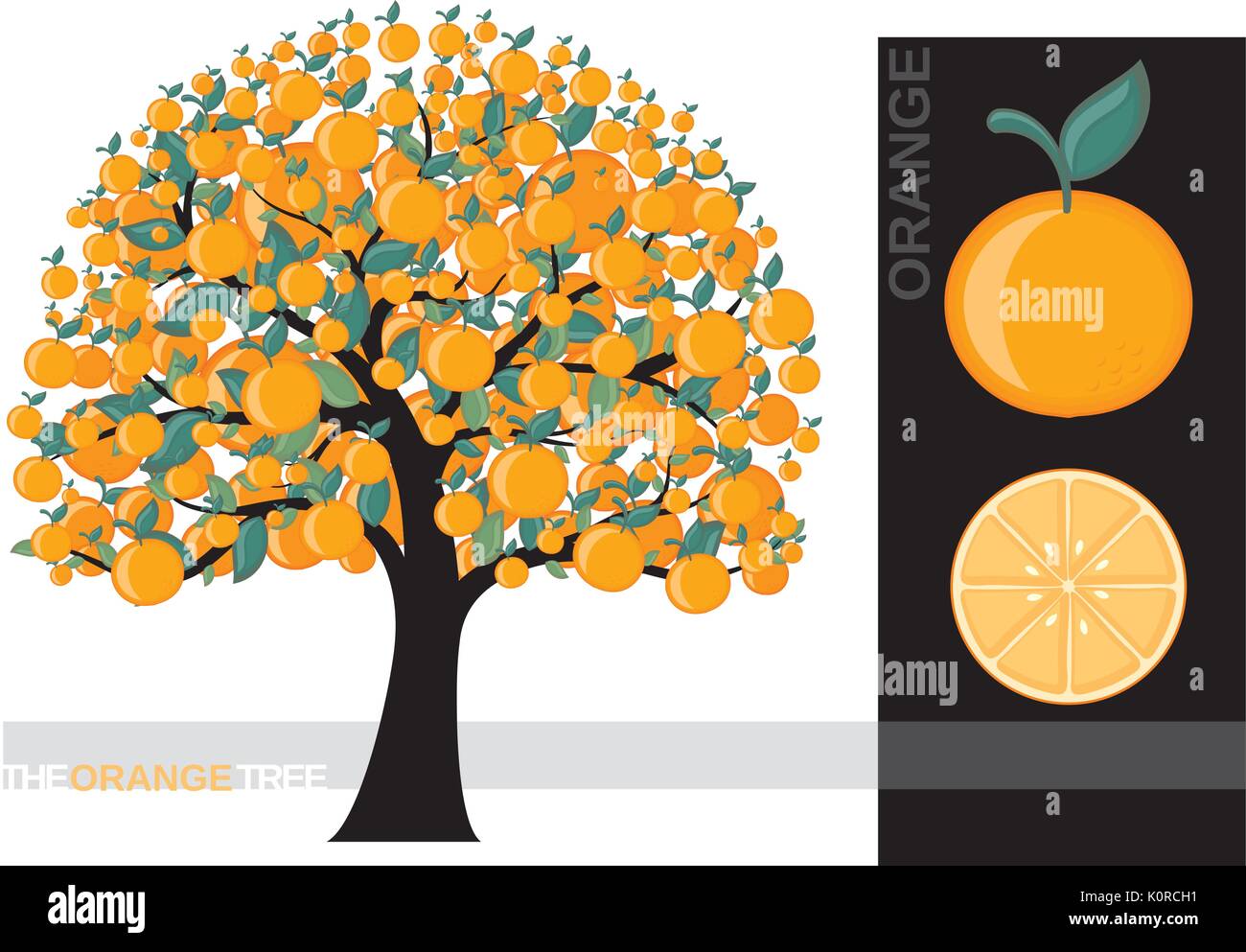 Illustration of a cartoon orange tree isolated on white background ...