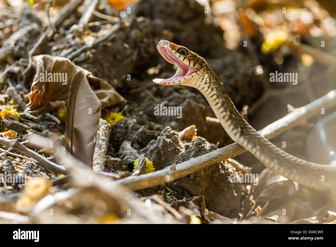 Indian rat snake (Ptyas mucosa) at Bharatpur Bird Sanctuary yawning on ...