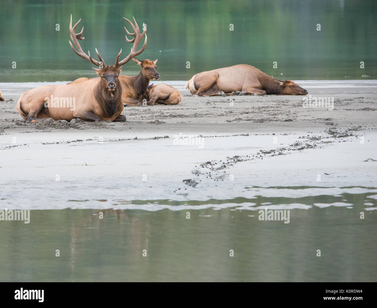 Bull elk sleeping hi-res stock photography and images - Alamy