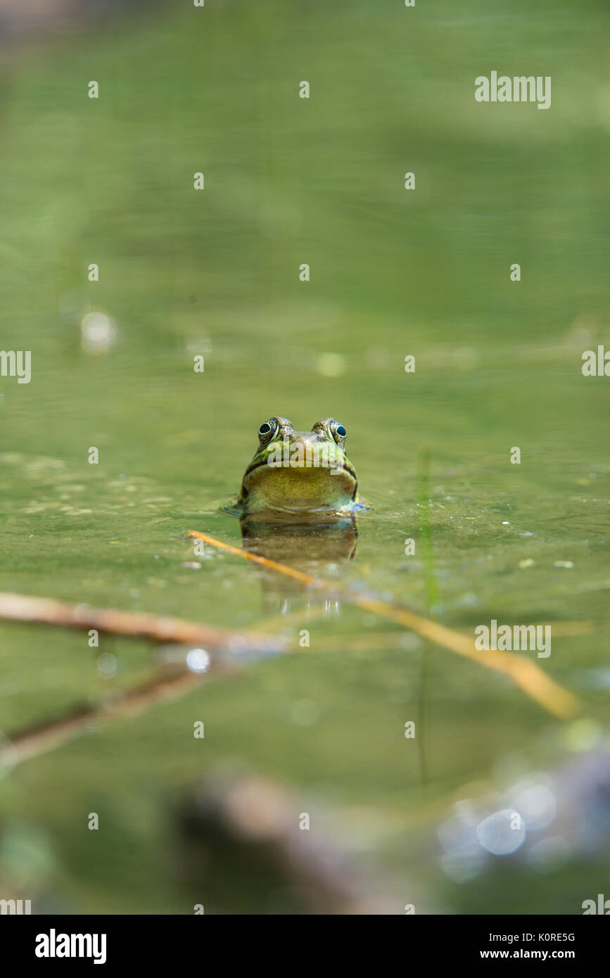 Frog in the wetlands Stock Photo - Alamy