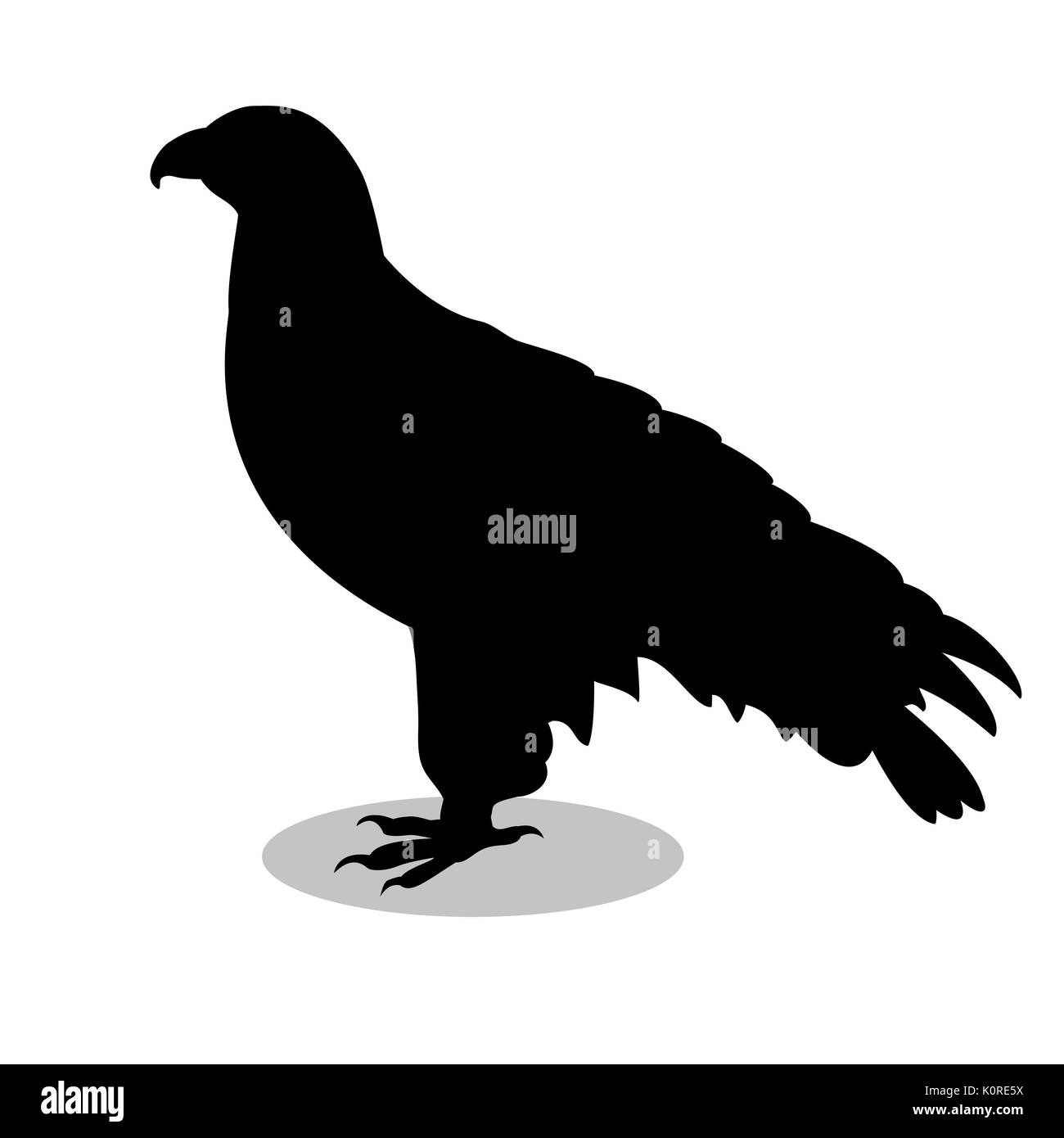 Orlan hawk bird black silhouette animal. Vector Illustrator Stock ...