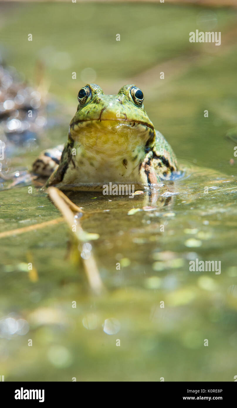 Frog in the wetlands Stock Photo - Alamy