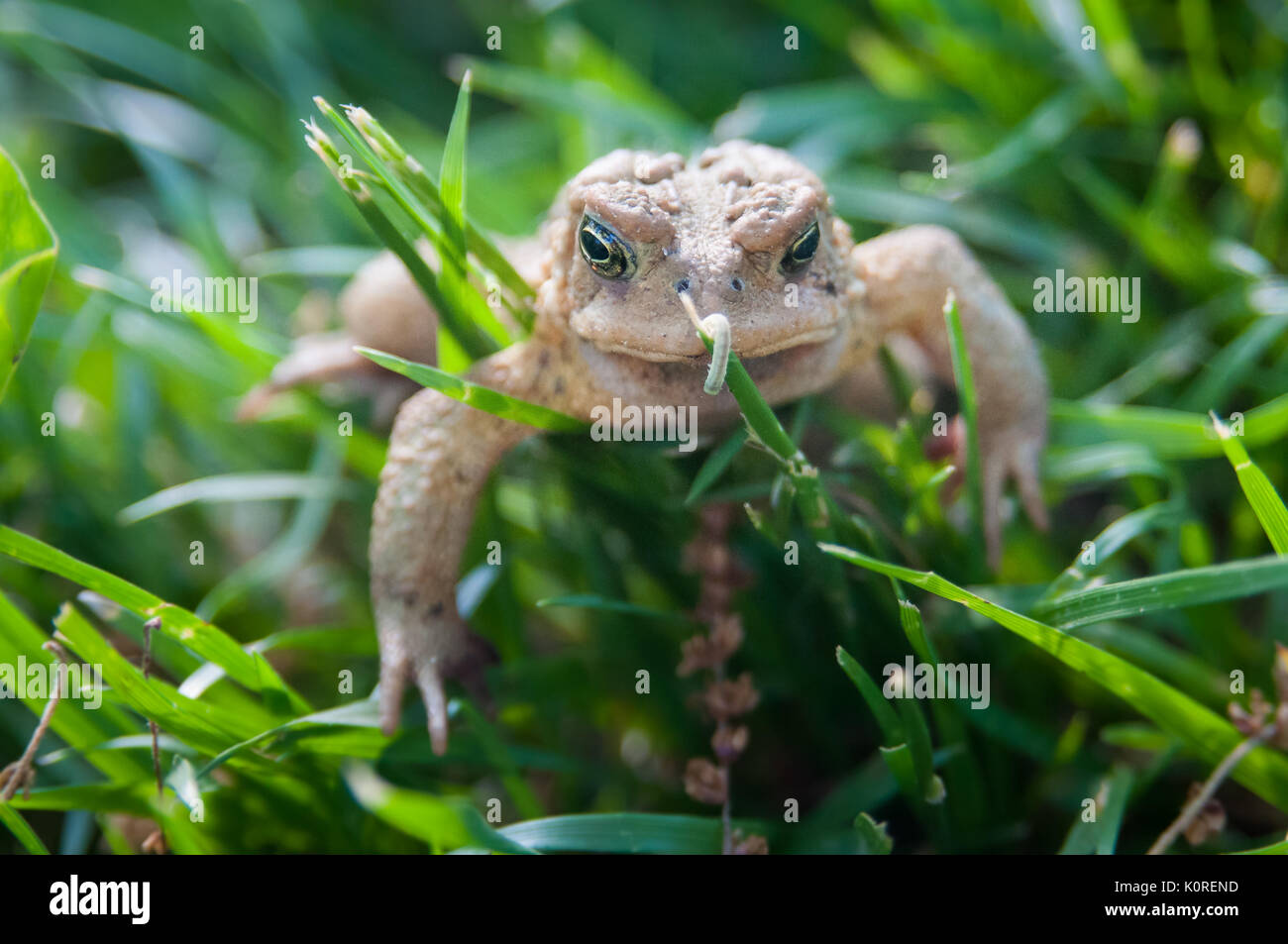 Frog in Toronto Stock Photo - Alamy