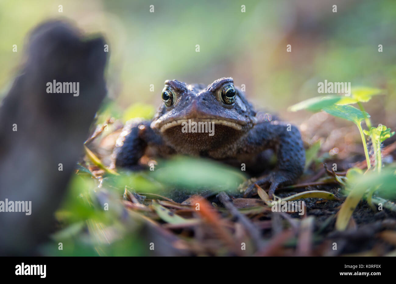 Frog in Toronto Stock Photo - Alamy