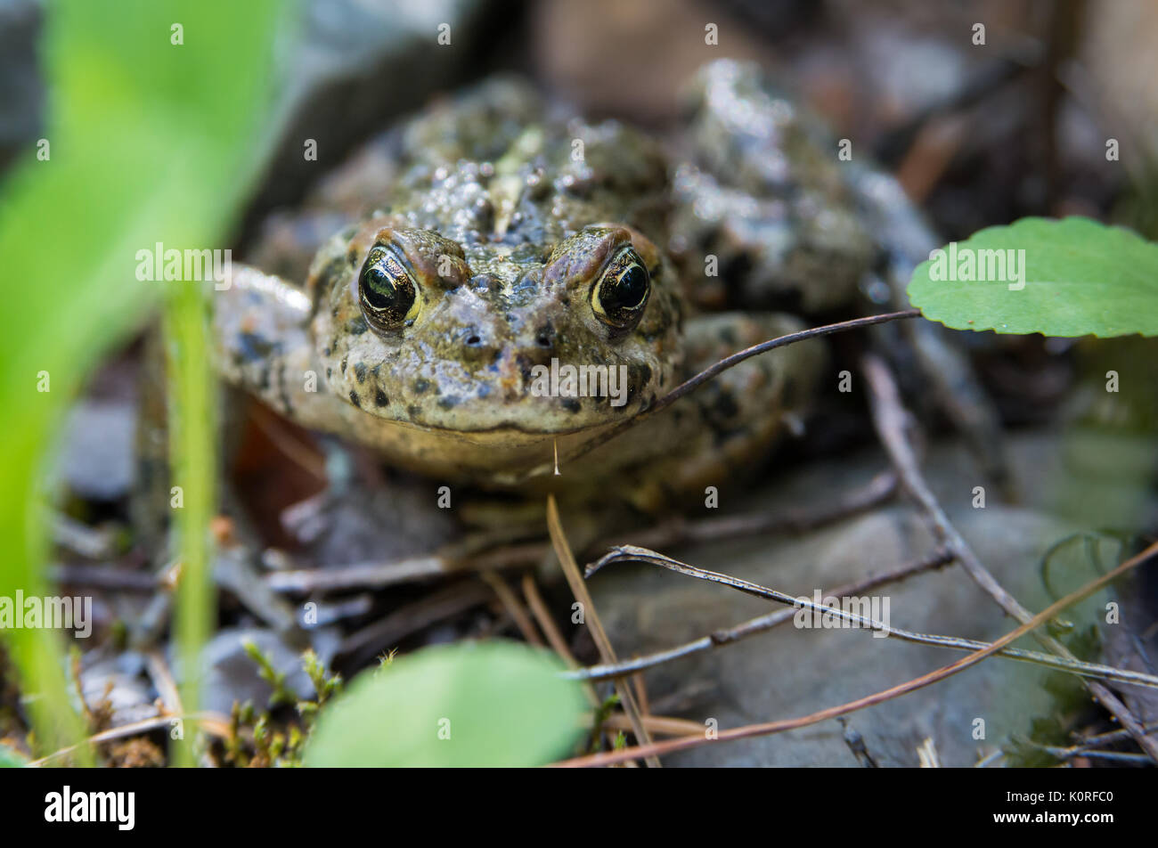 Frog in Waterton Stock Photo - Alamy