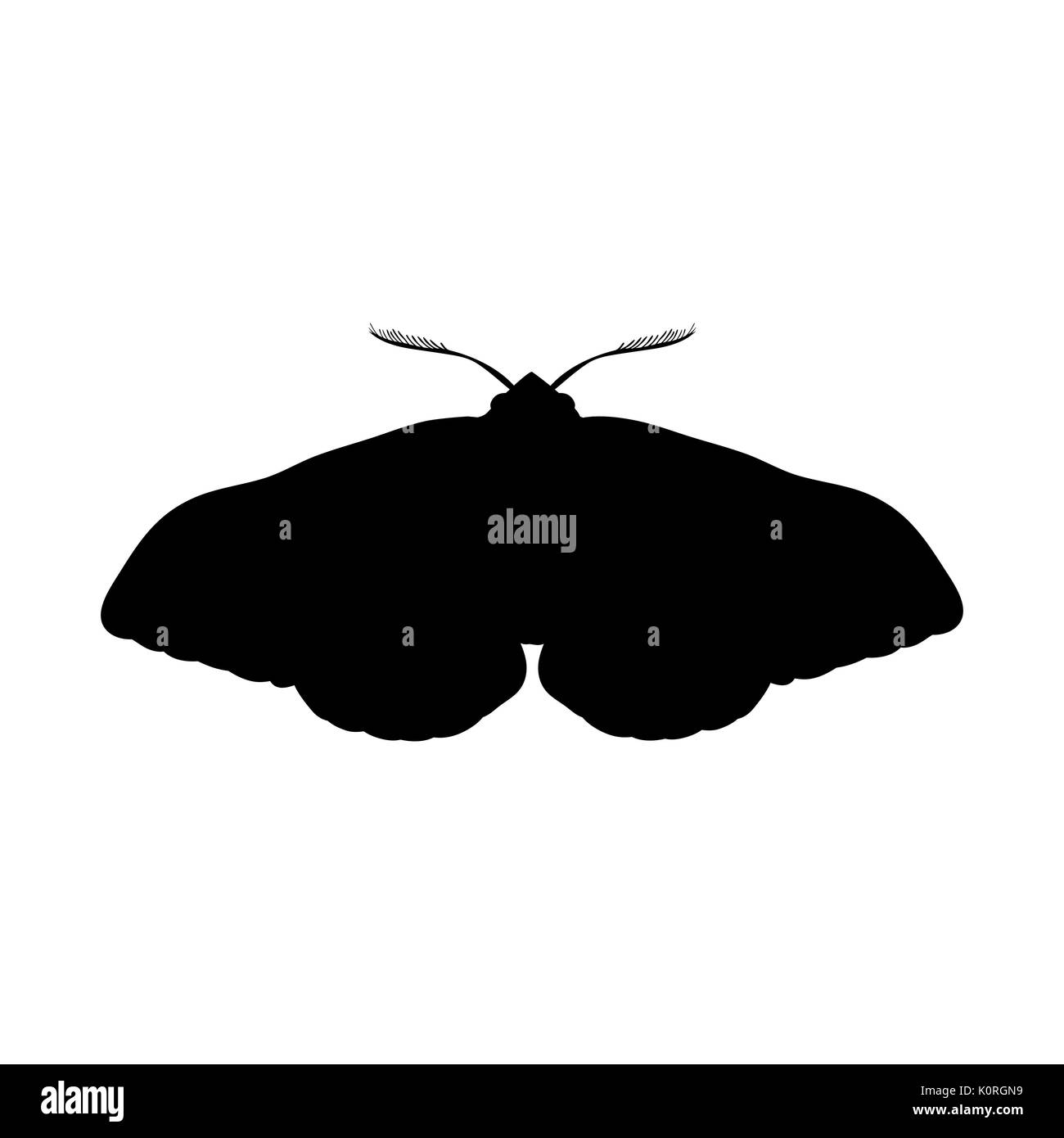 Tropical moth Black and White Stock Photos & Images - Alamy