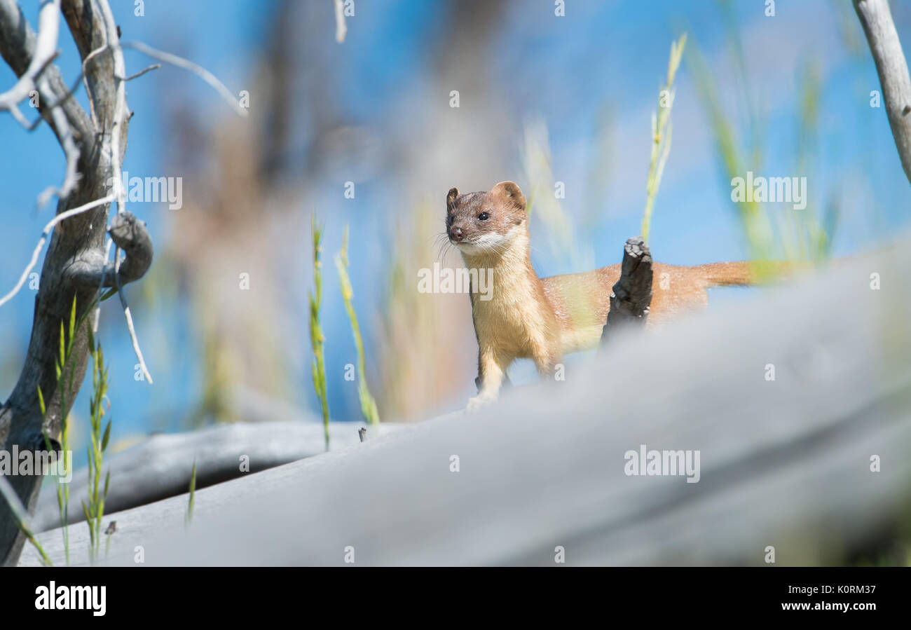 Baby Weasel High Resolution Stock Photography and Images - Alamy