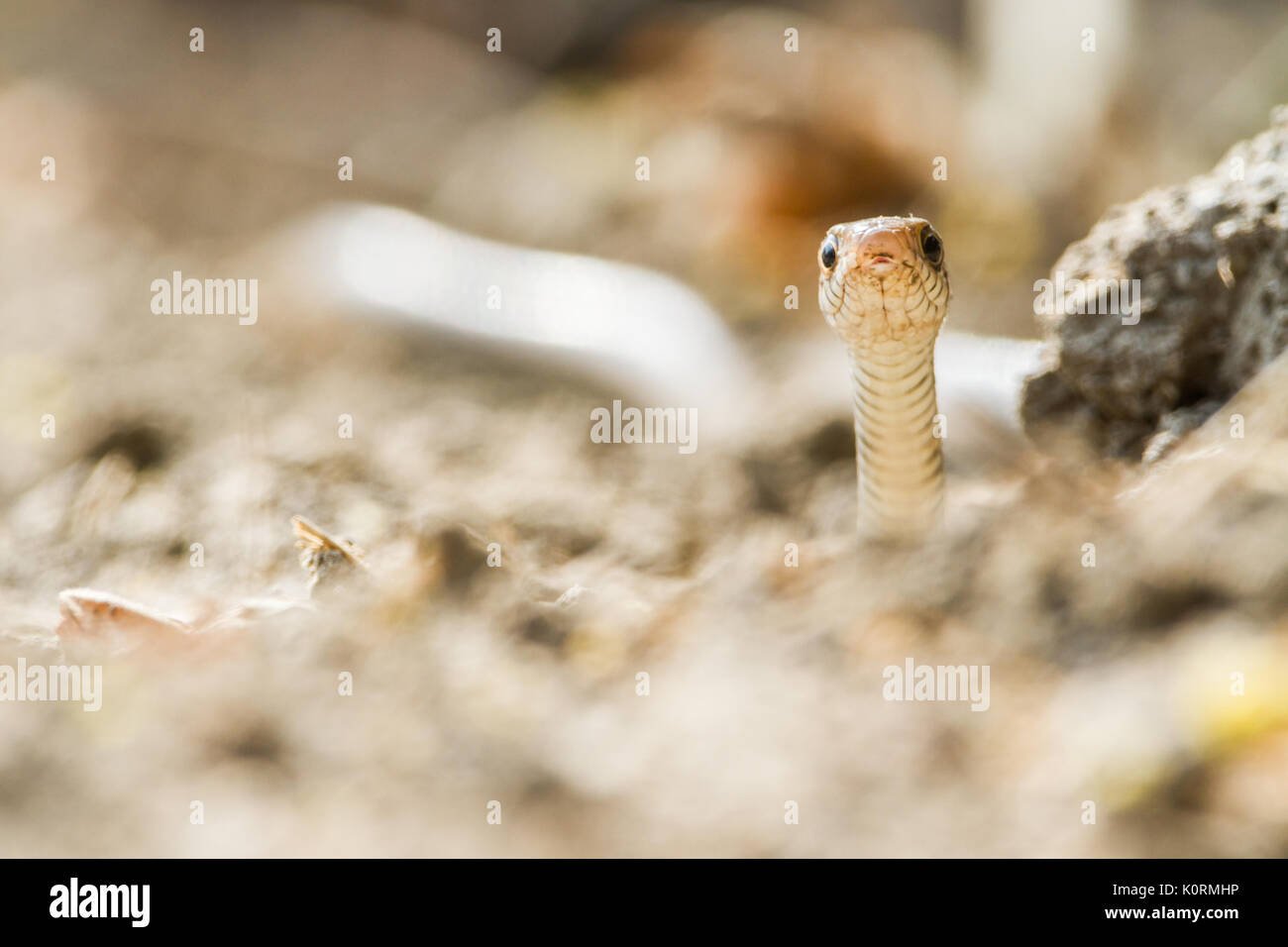 Indian rat snake ptyas mucosa hi-res stock photography and images - Alamy