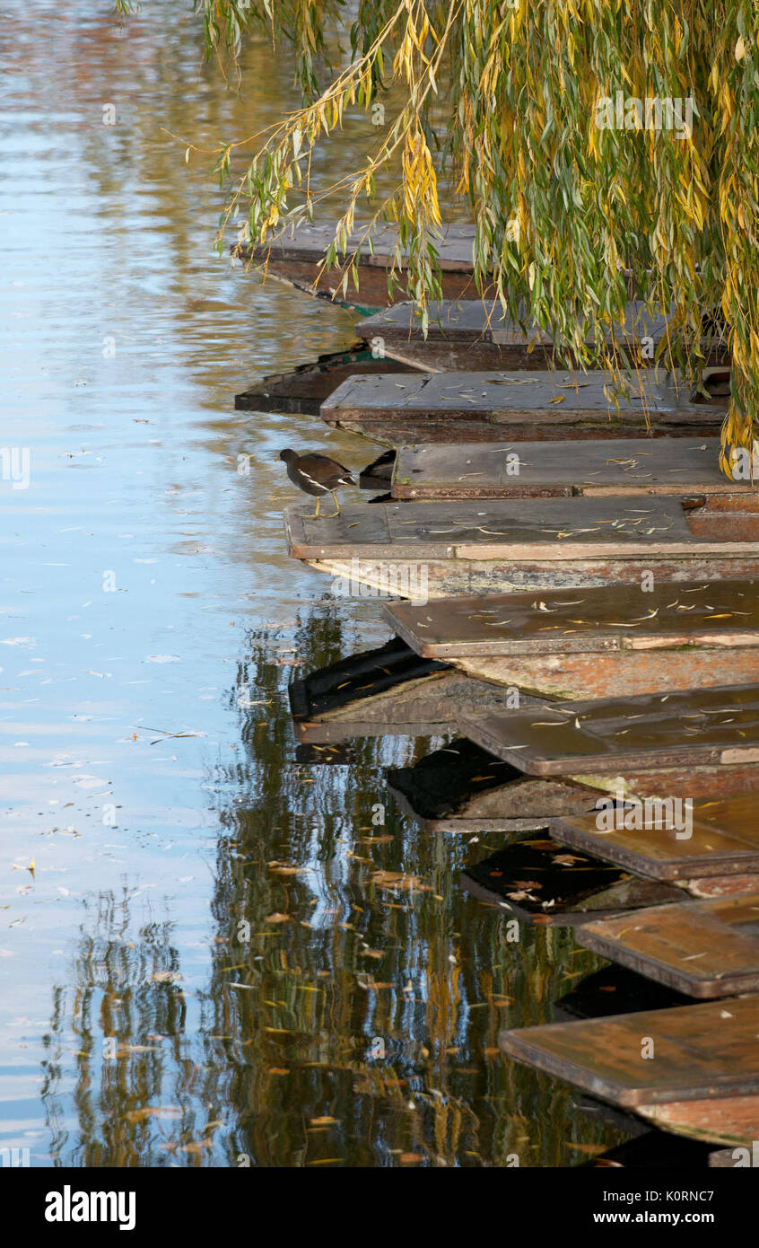 Punts on the river Cam at Trinity College Cambridge Stock Photo - Alamy