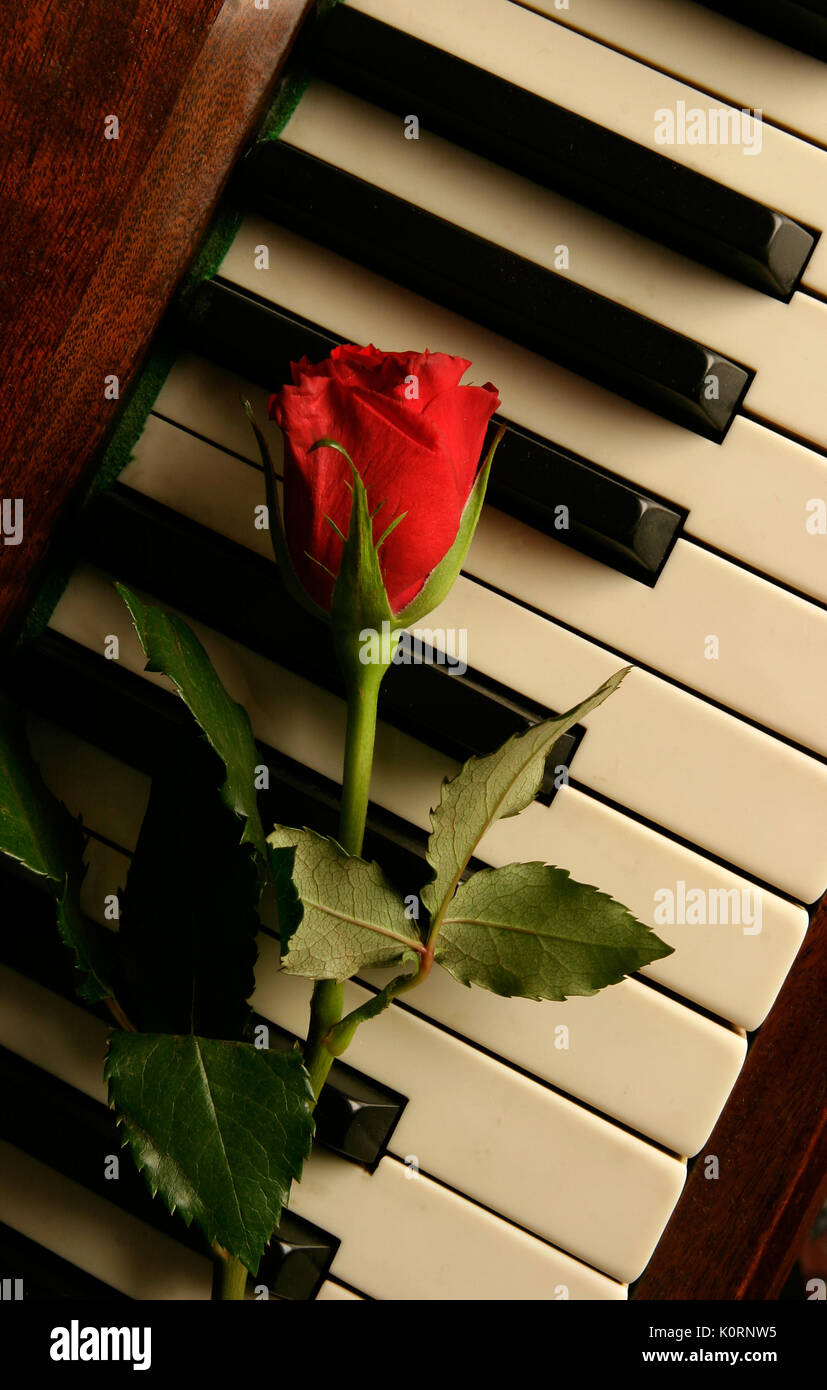 Rosebud on piano keys Stock Photo - Alamy