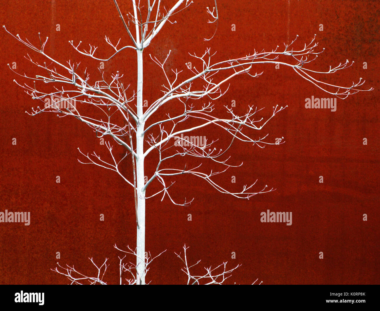 Abstract tree photographs hi-res stock photography and images - Alamy