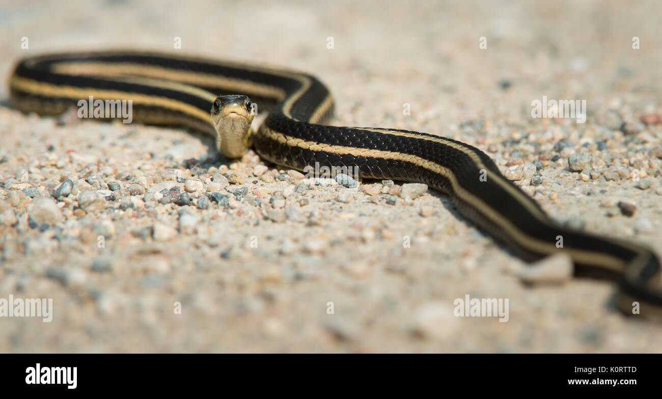 Snake in Manitoba Stock Photo - Alamy