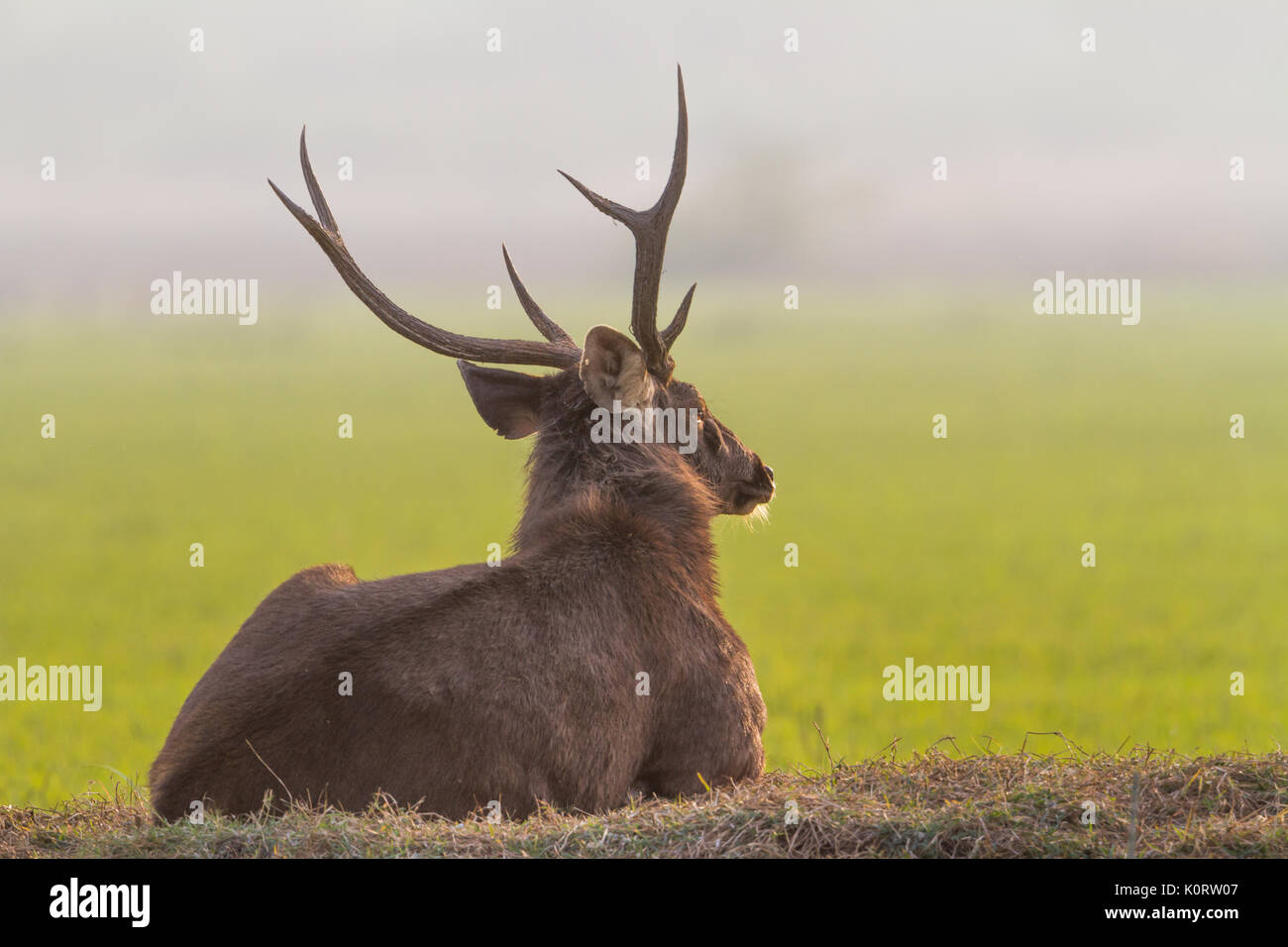 Sambar deer bharatpur bird sanctuary hi-res stock photography and ...