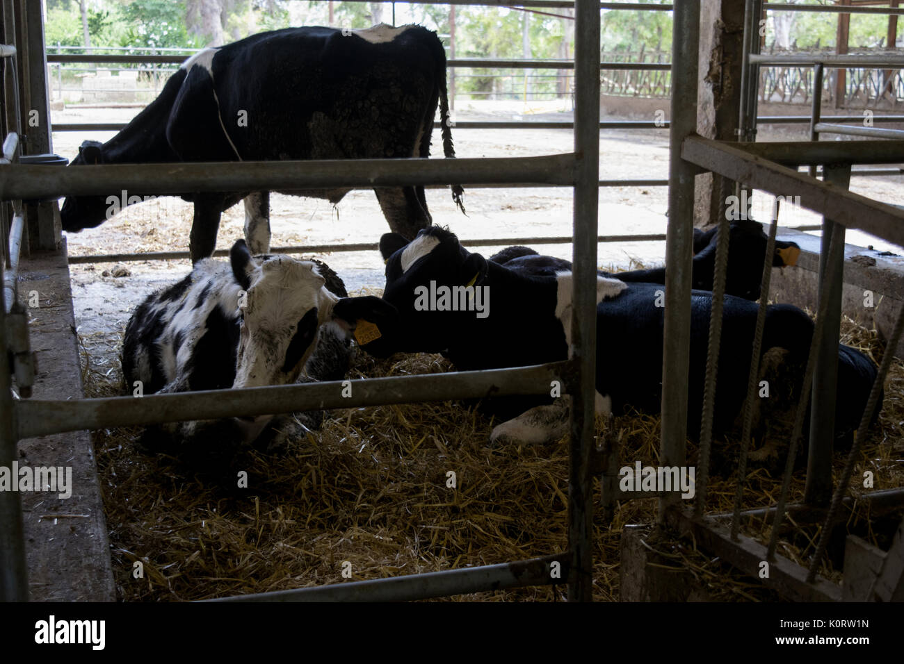 Chianina cows hi-res stock photography and images - Alamy