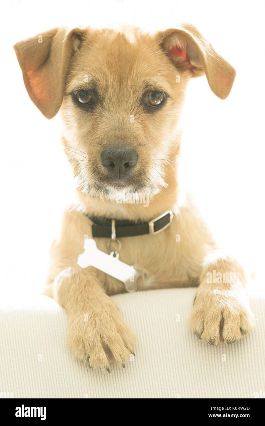 Lovely dog hi-res stock photography and images - Alamy