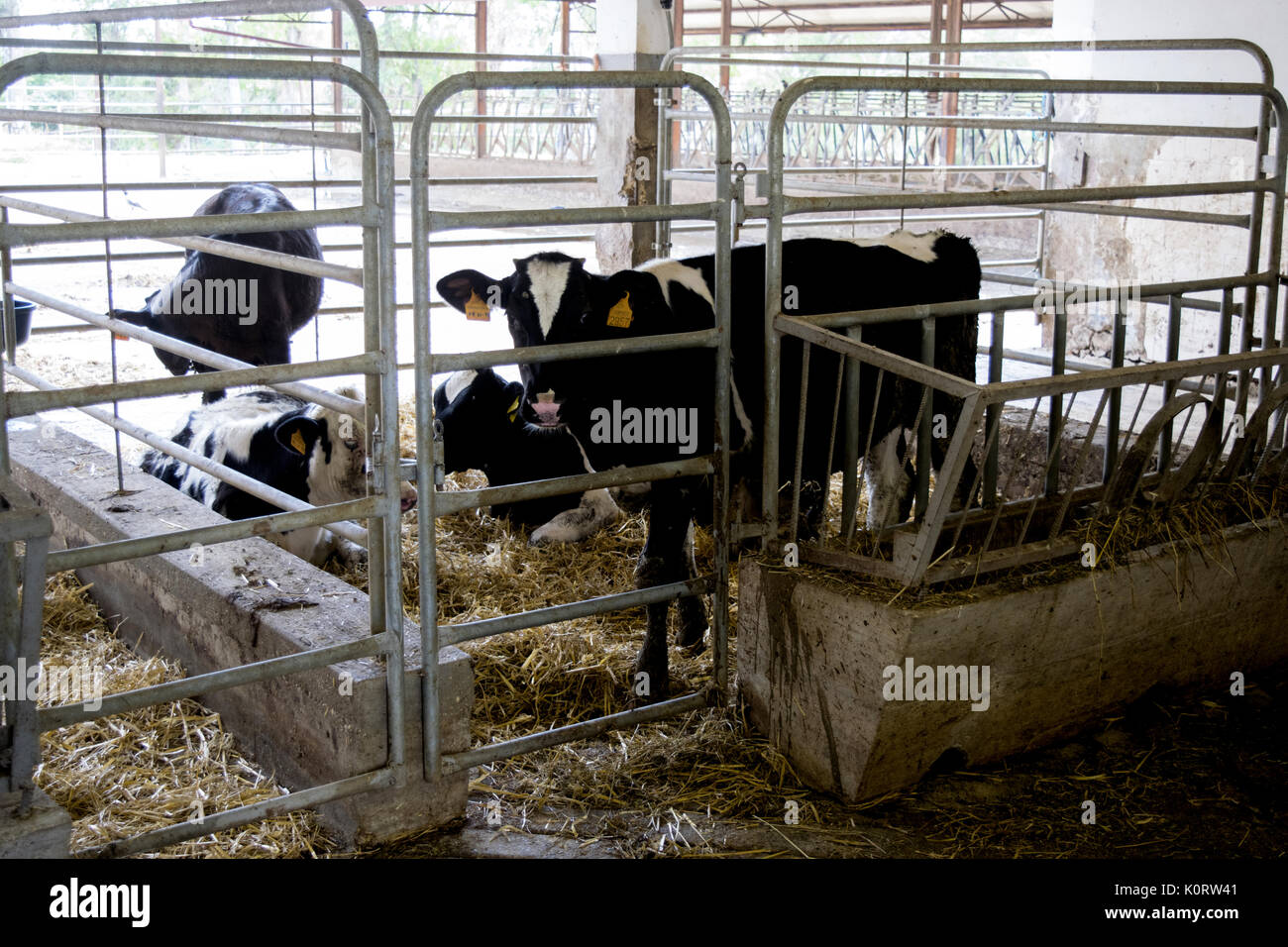 veals and cows in a cowshed earning hay Stock Photo - Alamy