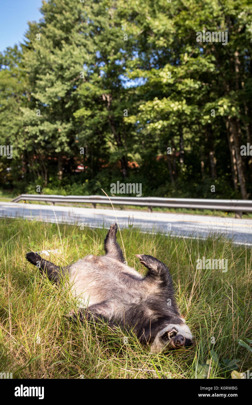 Badger kill on road hi-res stock photography and images - Alamy
