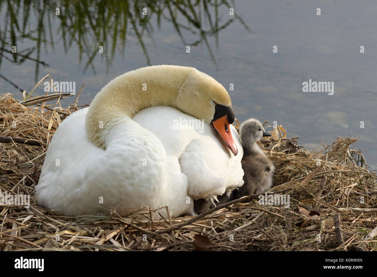 A lovely cygnet with his mother Stock Photo - Alamy