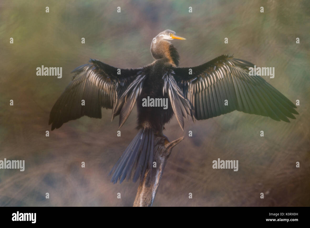 The Oriental darter or Indian darter (Anhinga melanogaster) preening ...