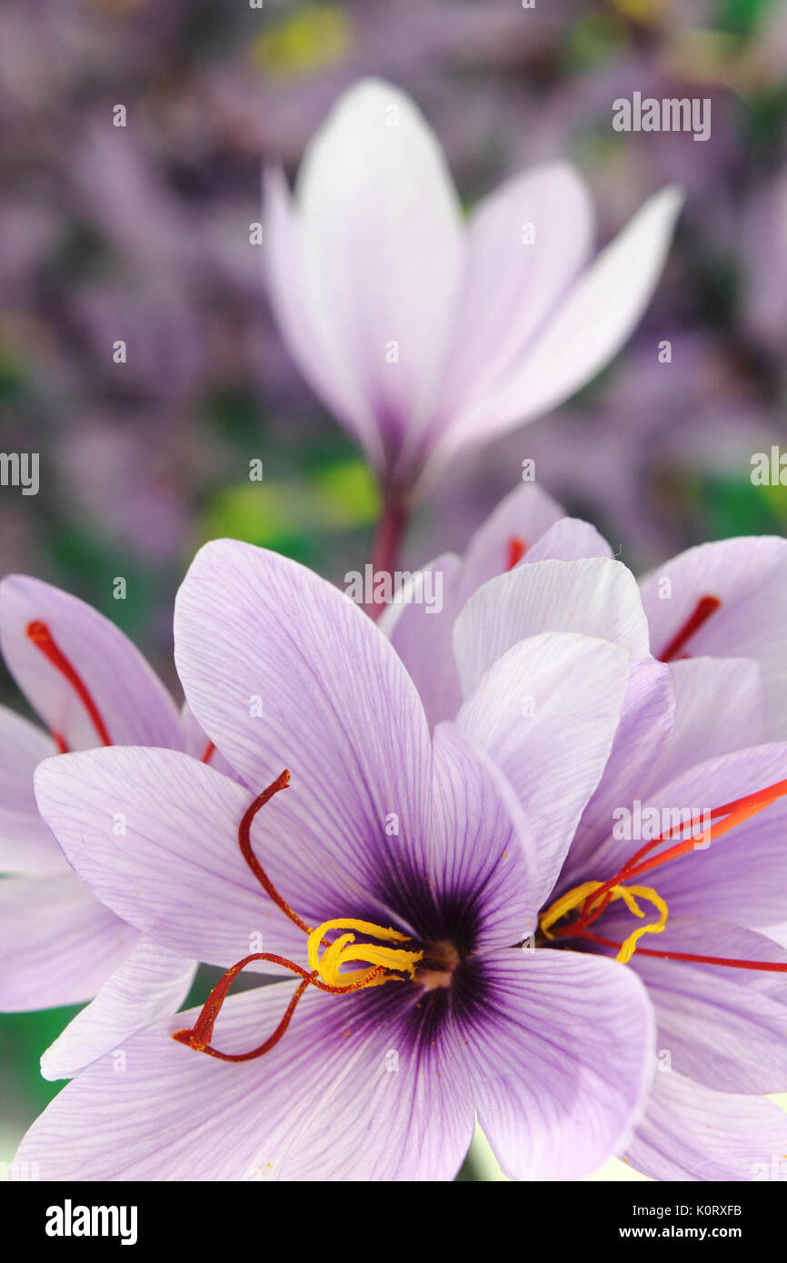 Saffron crocus flowers hi-res stock photography and images - Alamy