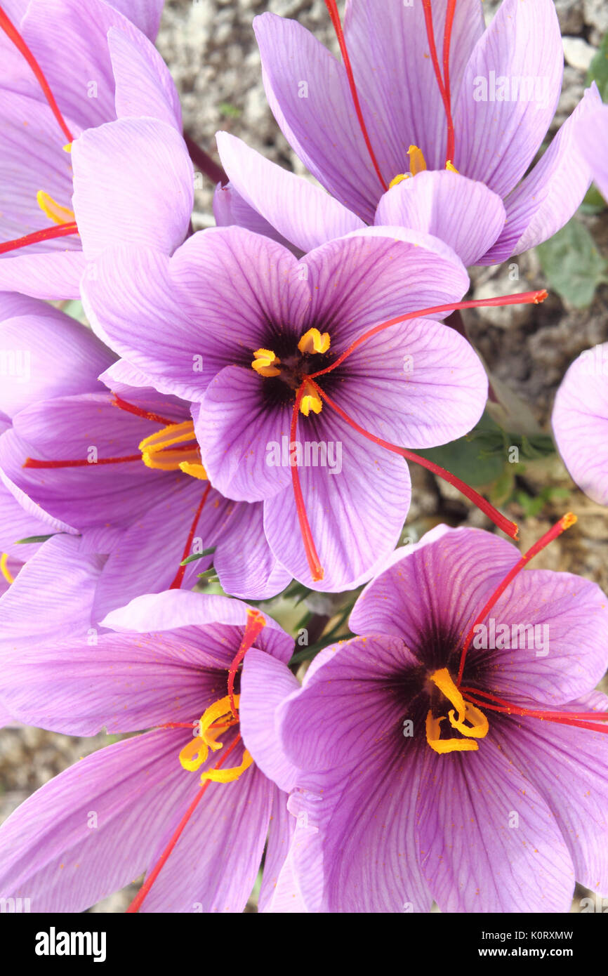 Saffron crocus flowers hi-res stock photography and images - Alamy