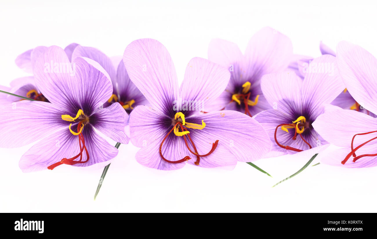 Banner crocus hi-res stock photography and images - Alamy