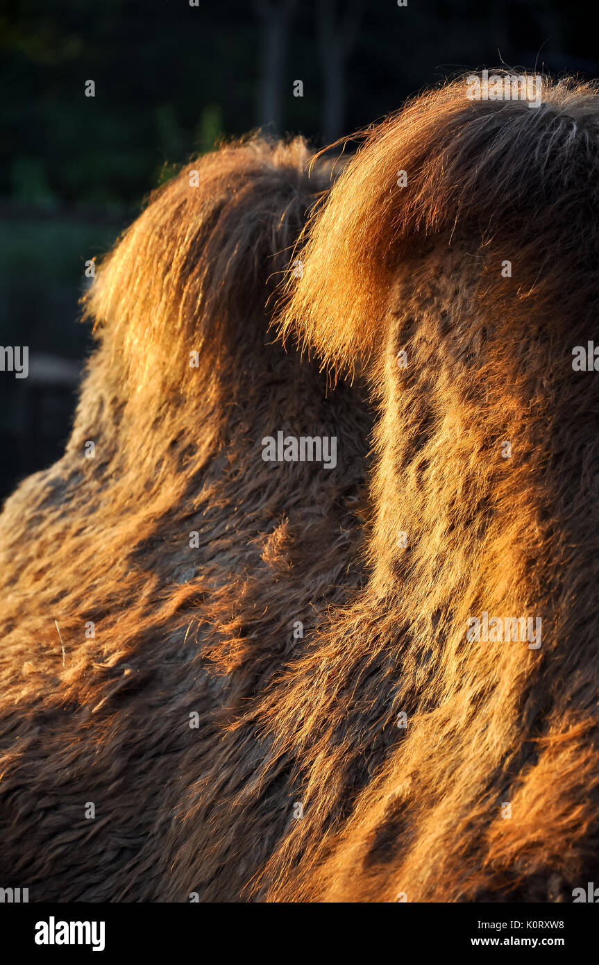 There are two humps on the back, which are composed of fat Stock Photo ...