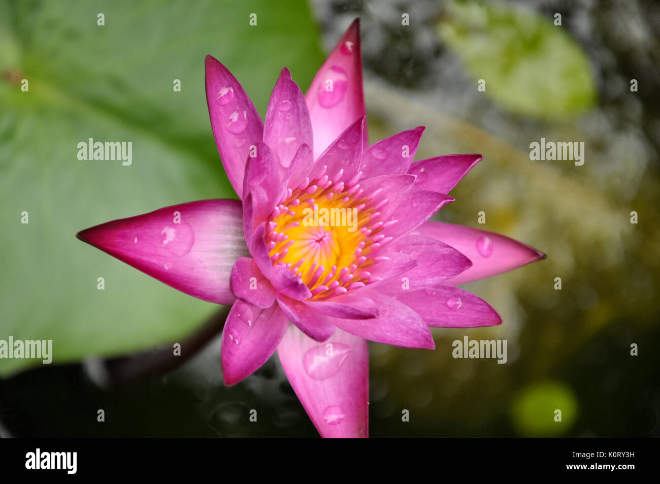 Morning lotus leaves dew hi-res stock photography and images - Alamy