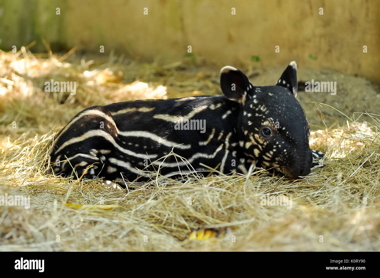 Pig like nose hi-res stock photography and images - Alamy
