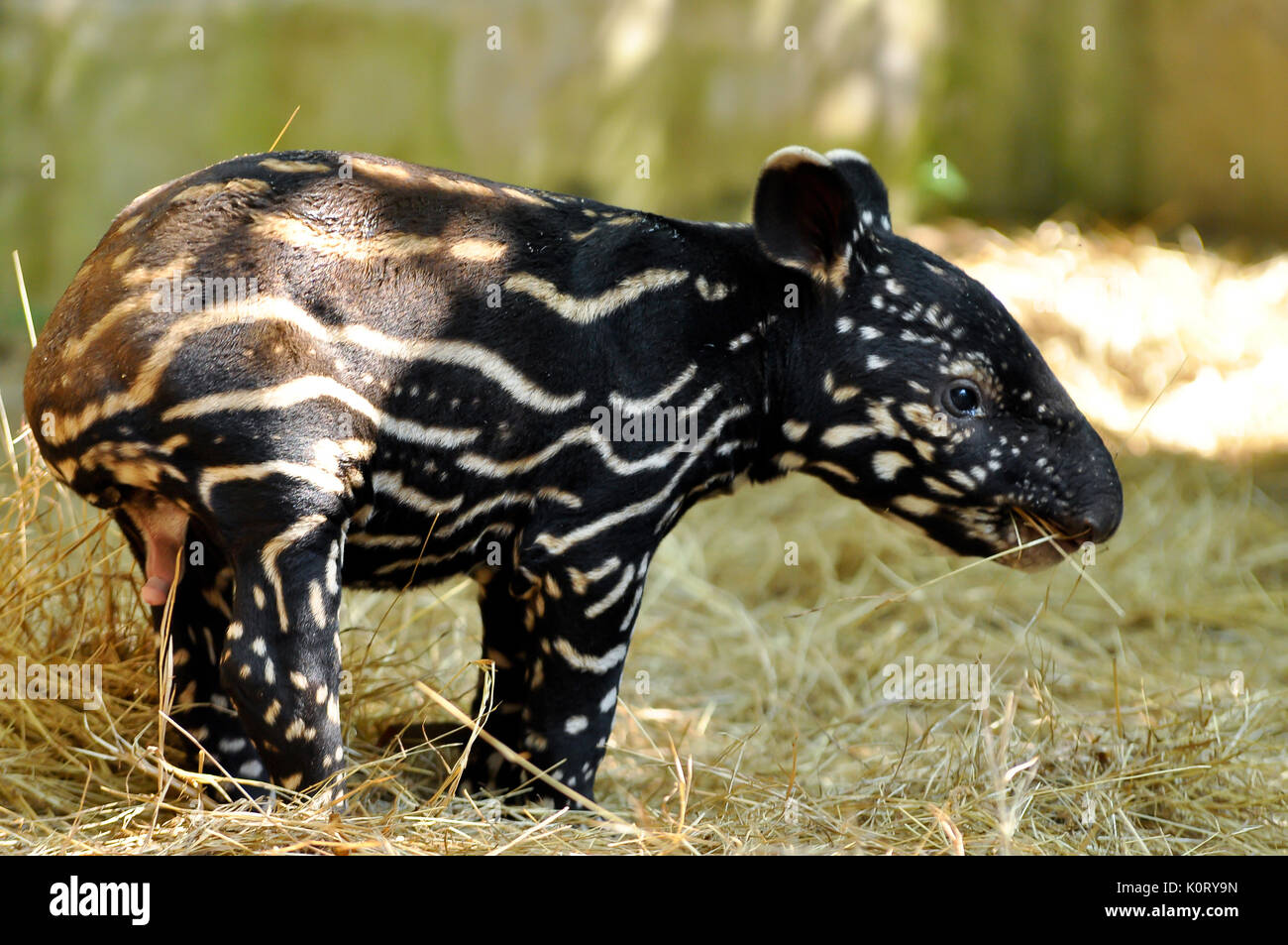Young tapirs of all species have brown hair with white stripes and ...
