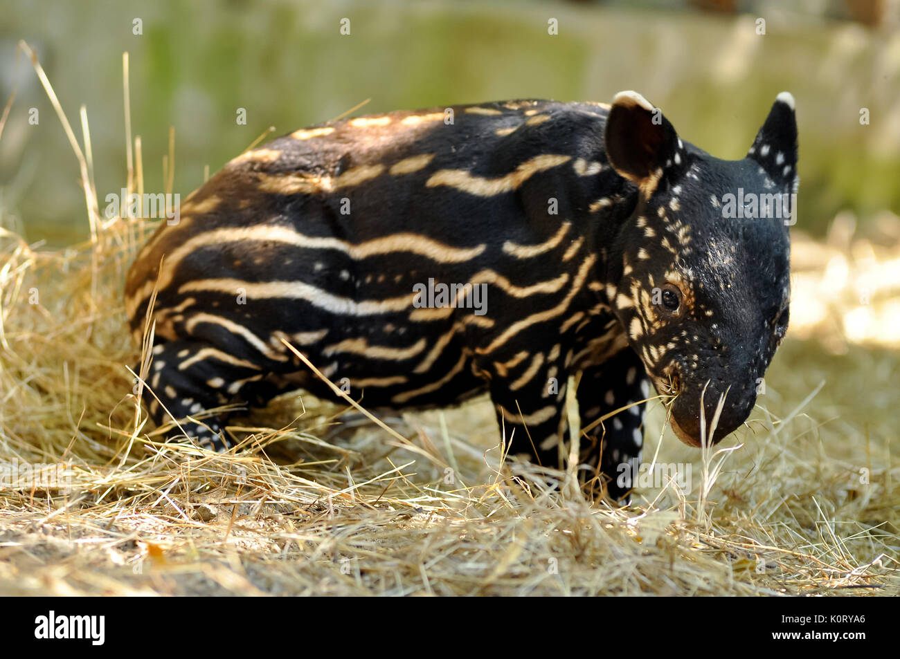 Young tapirs of all species have brown hair with white stripes and ...