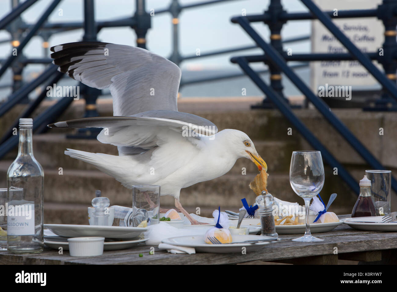 Gull scavenging food hi-res stock photography and images - Alamy