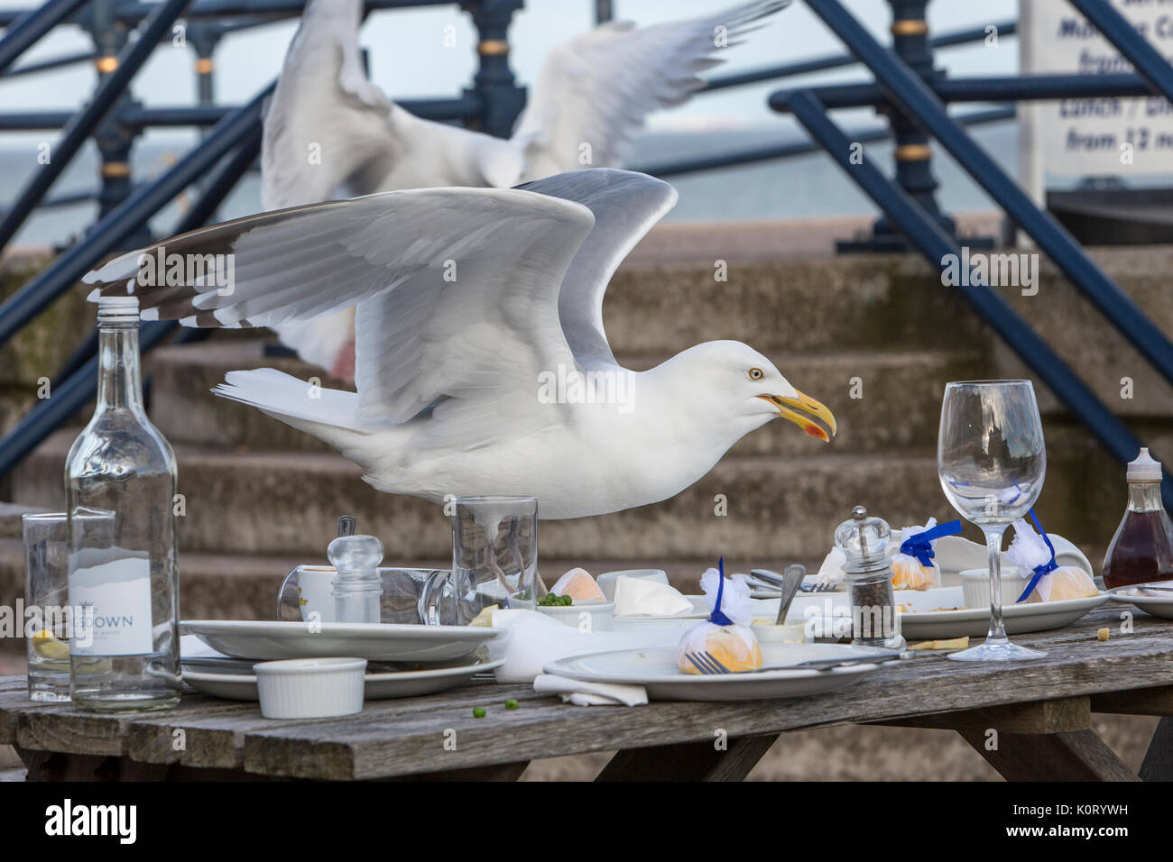 Gull scavenging food hi-res stock photography and images - Alamy