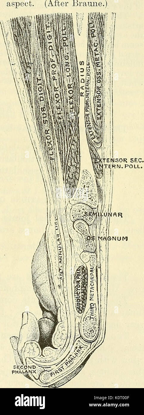 Historical anatomy chart hi-res stock photography and images - Alamy
