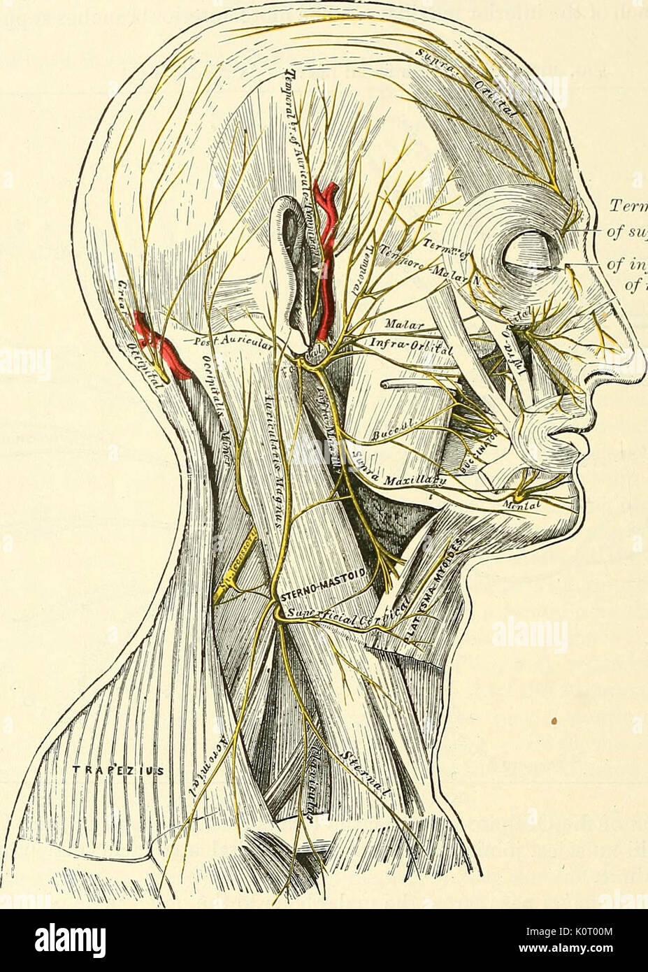 "Anatomy, descriptive and surgical" (1887 Stock Photo - Alamy