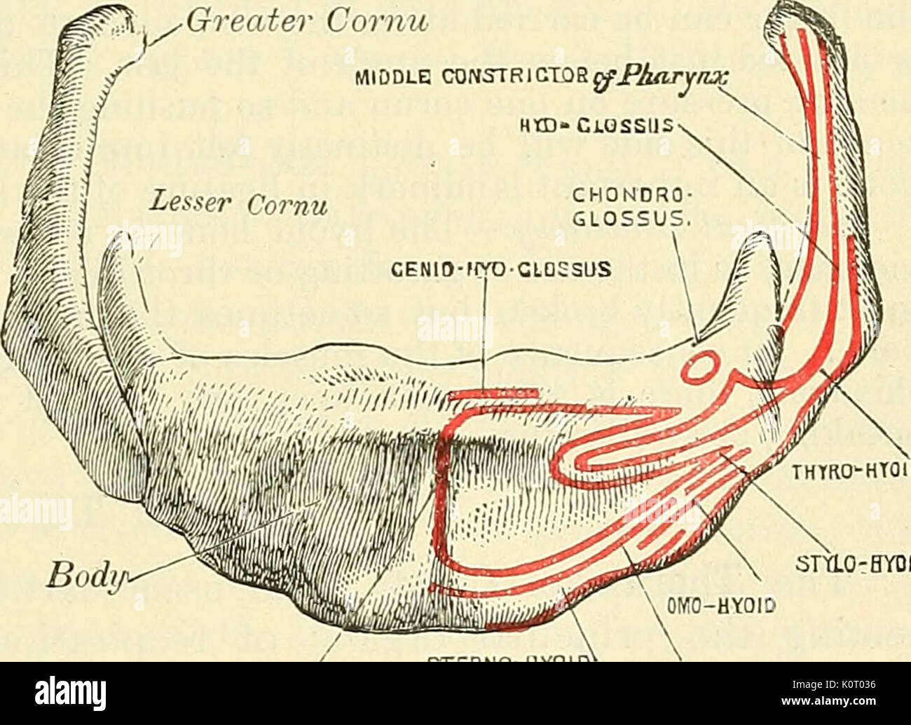 Historical anatomy chart hi-res stock photography and images - Alamy