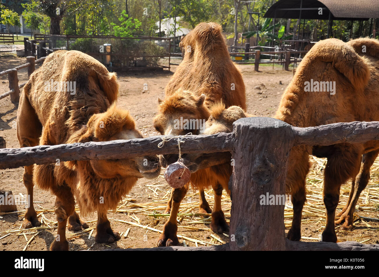 Camel stable hi-res stock photography and images - Alamy